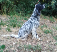 Cucciolona setter inglese femmina fortissima sulle beccacce e altra selvaggina naturale