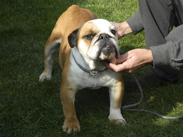 BULLDOG INGLESE