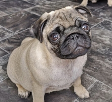 Splendidi cuccioli di carlino