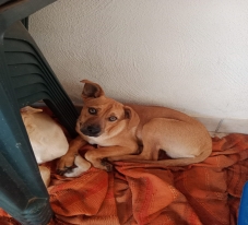 SIMIL PINSCHER NANO  cucciolo di 6 mesi