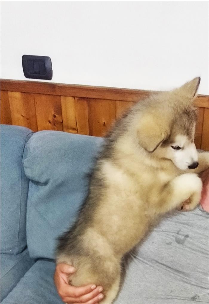 CUCCIOLO DI ALASKN MALAMUTE