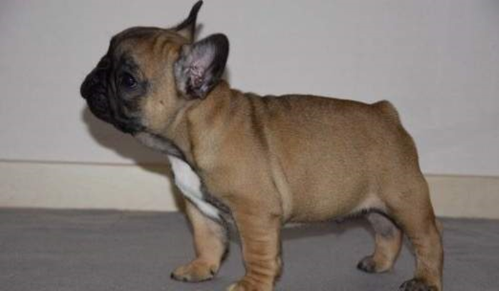 BOULEDOGUE FRANCESE