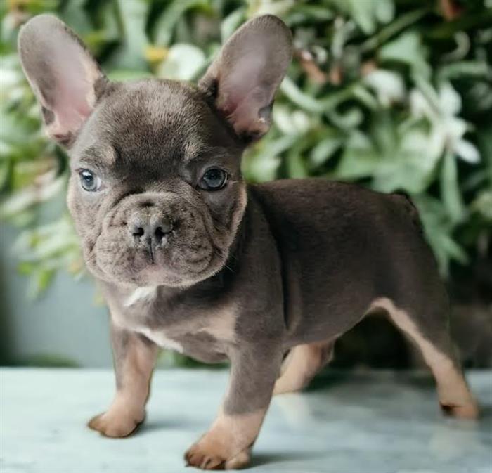 BOULEDOGUE - BULLDOG FRANCESE CUCCIOLI BLU TAN DA €80 AL MESE