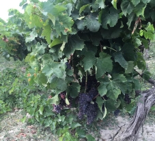 uva cirò gaglioppo nero e mosto