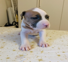 cuccioli di amstaff 