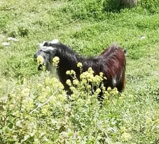 Caprone buono da riproduzione