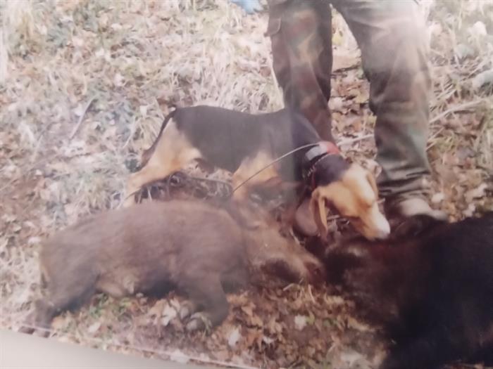 SEGUGIO PER LA CACCIA CINGHIALE