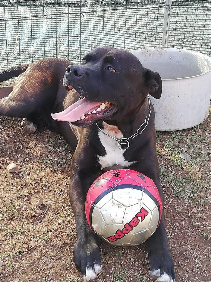 ADOZIONE DEL CUORE! CANE CORSO 3 ANNI KING