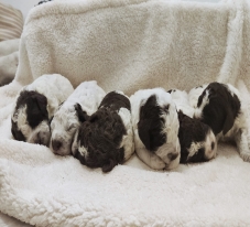 Quattro cuccioli di Lagotto Romagnolo pedigree