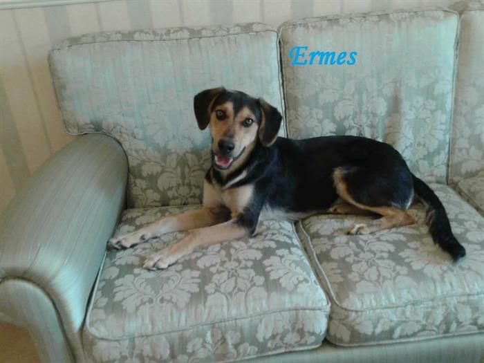 ERMES CANE MASCHIO 1 ANNO