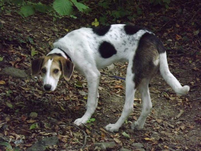 REGALO CANE