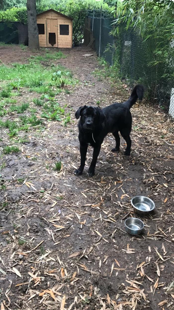 BELLISSIMO INCROCIO LABRADOR/TERRANOVA