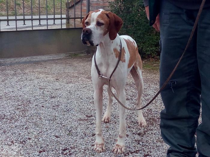 POINTER INGLESE CUCCIOLATA