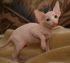 Gattini Sphynx