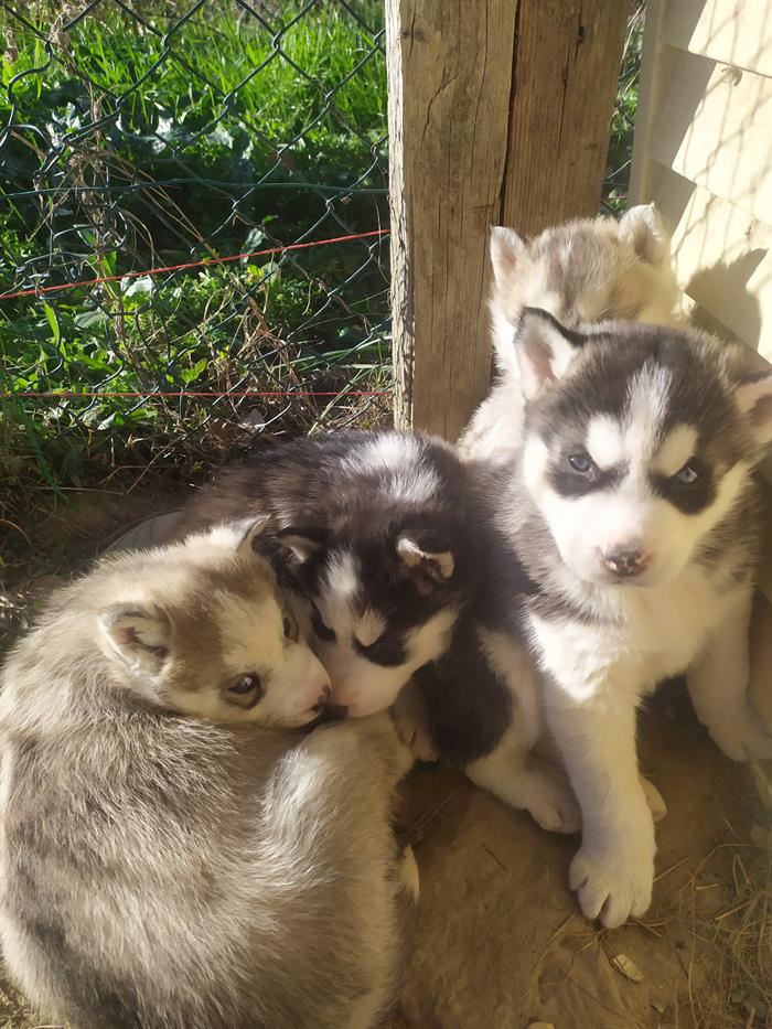 CUCCIOLI HUSKY SIBERIANO NO PEDIGREE