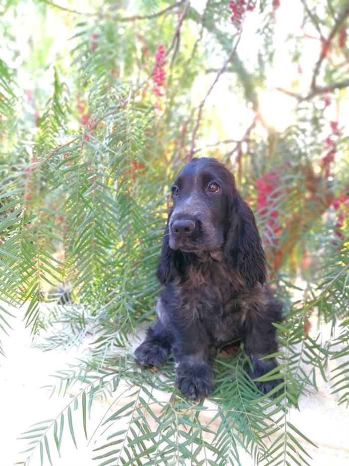 COCKER SPANIEL INGLESE