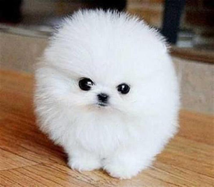 VOLPINO POMERANIAN