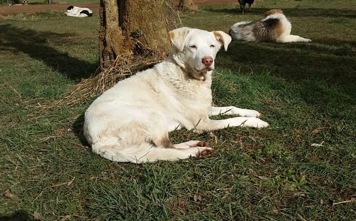 BIANCO UN CAGNOLINO DOLCE E TIMIDO IN ADOZIONE