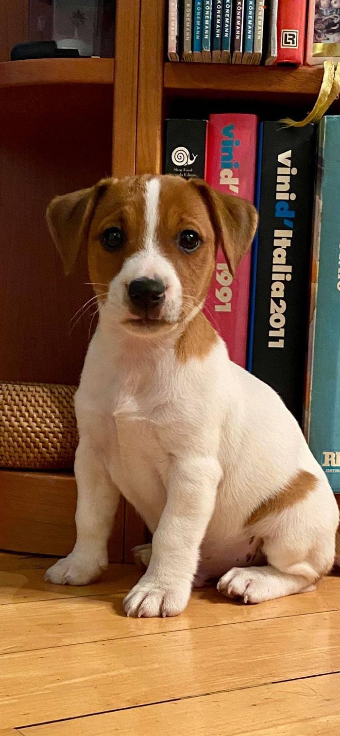 JACK RUSSEL