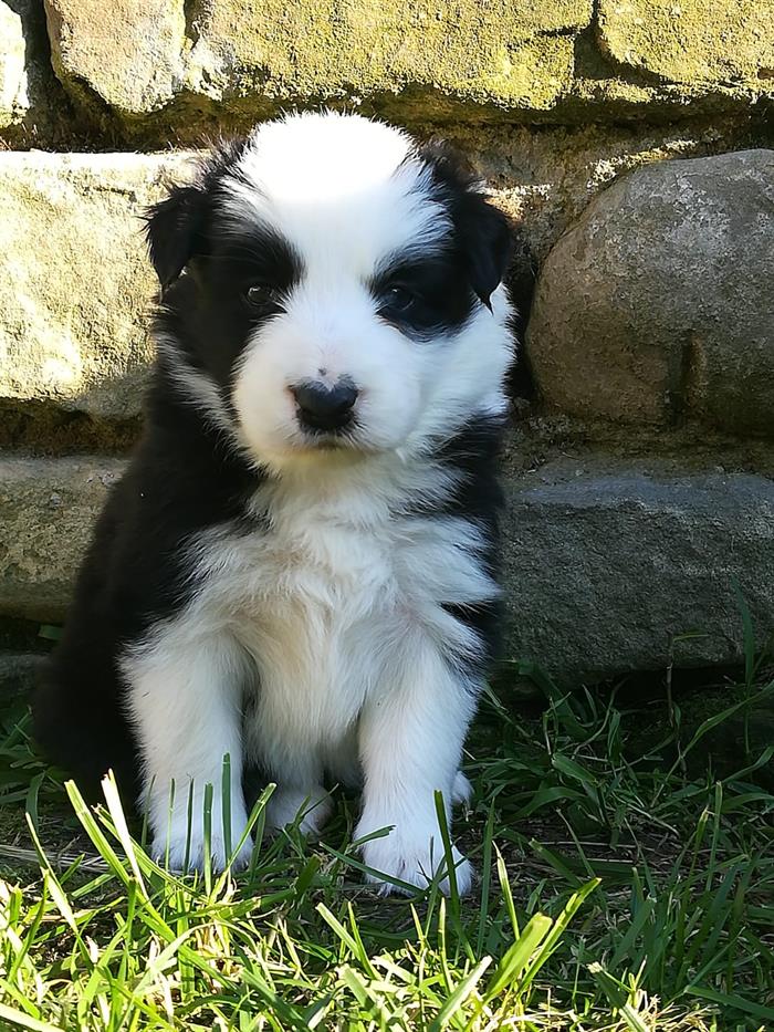 CUCCIOLI DI BORDER COLLIE