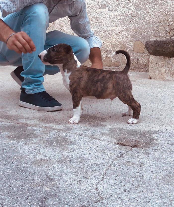 CUCCIOLI BULL TERRIER