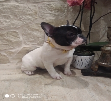 Bouledogue Francese cuccioli disponibili