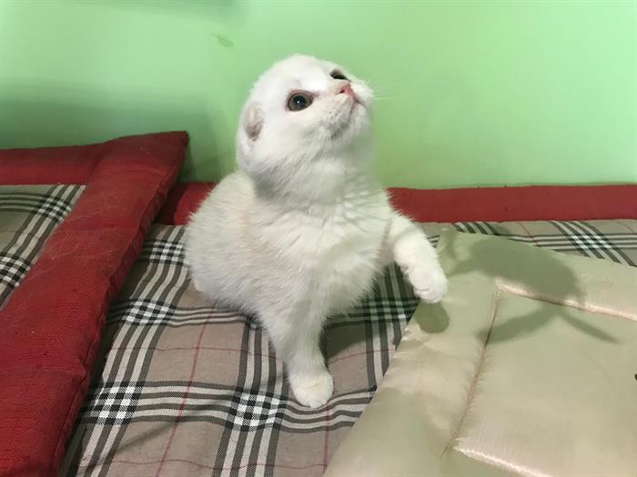 SCOTTISH FOLD MASCHIO