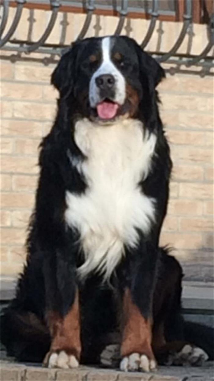 BOVARO DEL BERNESE