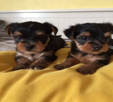 Disponibili cuccioli di Yorkshire Terrier carini