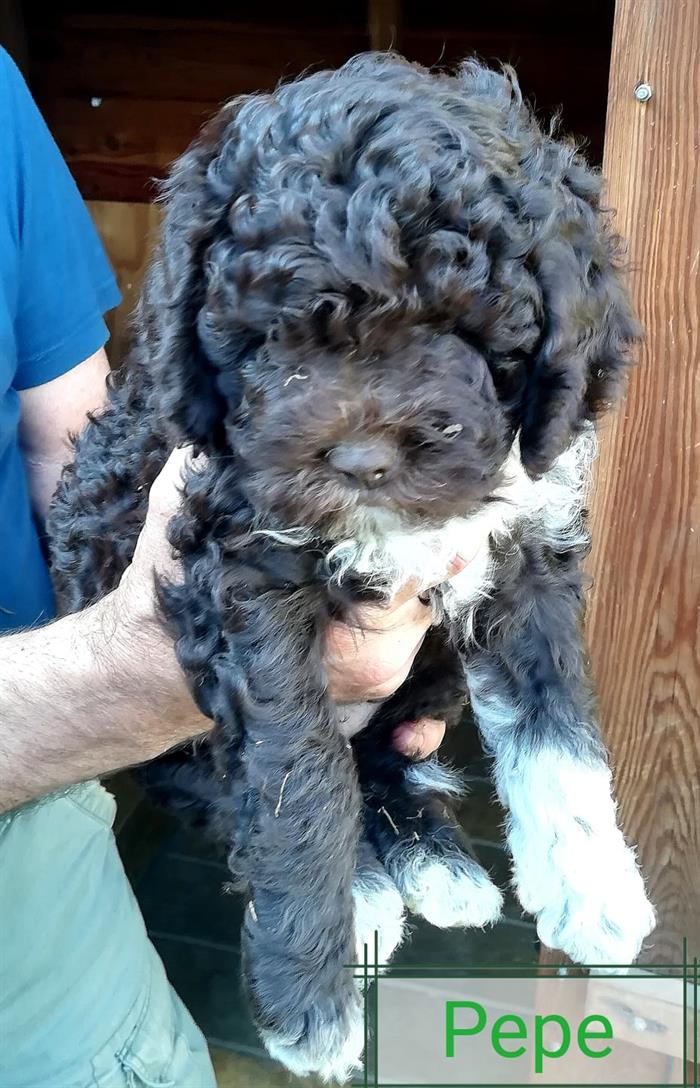 CUCCIOLI DI LAGOTTO