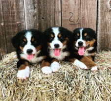 Vendo bellissimi cuccioli di Bovaro del Bernese