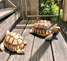 aldabra, Sulcata, Galapagos, tartaruga in vendita