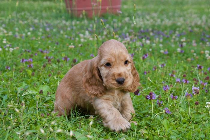 COCKER SPANIEL INGLESE CUCCIOLI STUPENDI