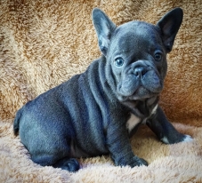 Beautiful Pedigree French Bulldog