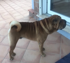 Shar Pei maschio disponibile per accoppiamento