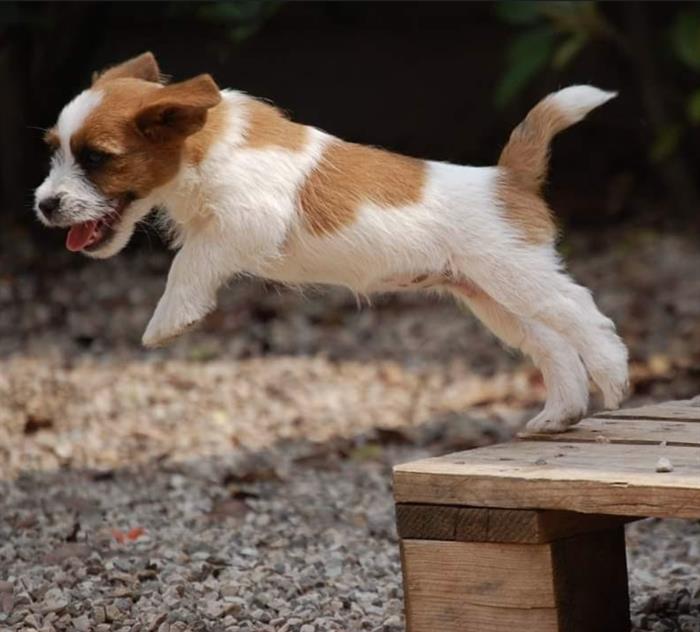 FANTASTICA CUCCIOLA JACK RUSSEL TERRIER