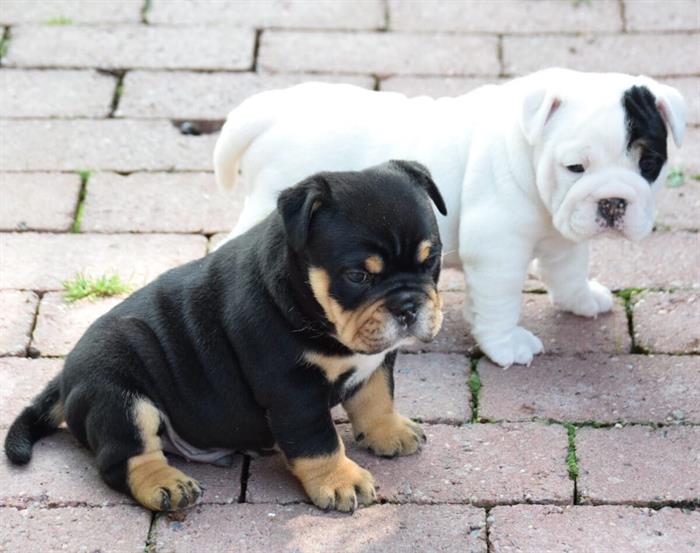 BULLDOG INGLESE CUCCIOLI ALTA GENEALOGIA