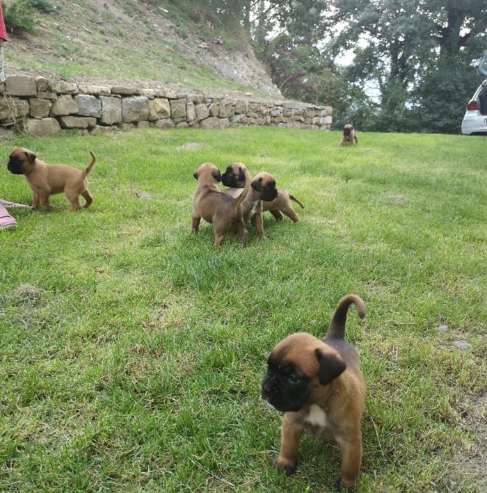 BOXER CUCCIOLI