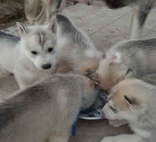 Siberian husky 