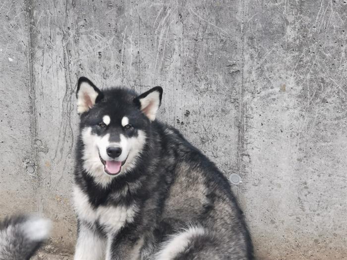 ALASKAN MALAMUTE