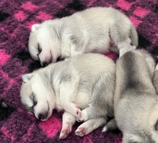 Cuccioli di SIBERIAN HUSKY