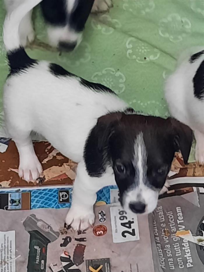 CUCCIOLI DI JACK RUSSEL