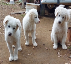 Regalo cuccioli