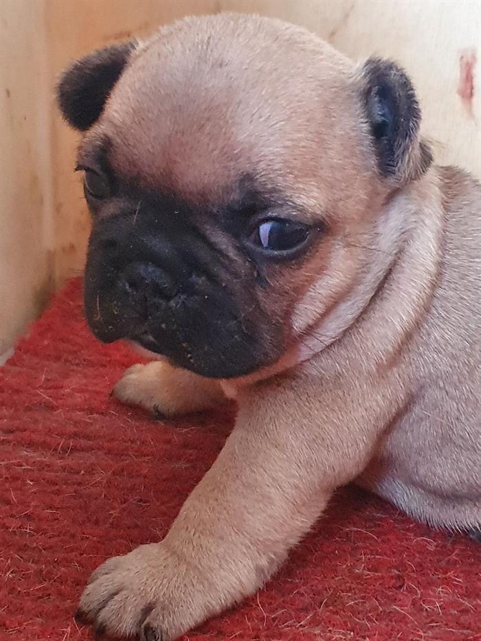 CUCCIOLA BOULEDOGUE FRANCESE