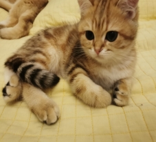 British shorthair golden chinchilla 