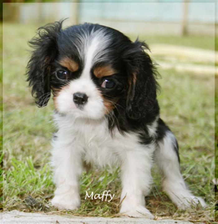 CAVALIER KING CHARLES