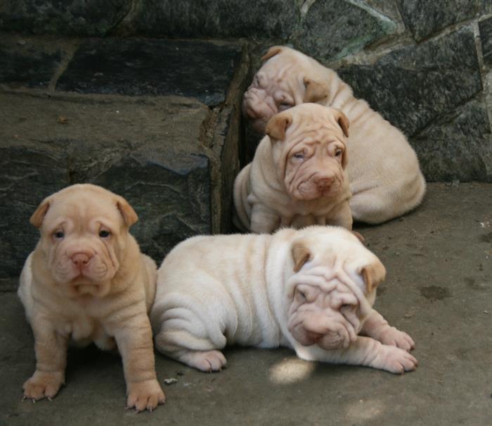 SHAR-PEI