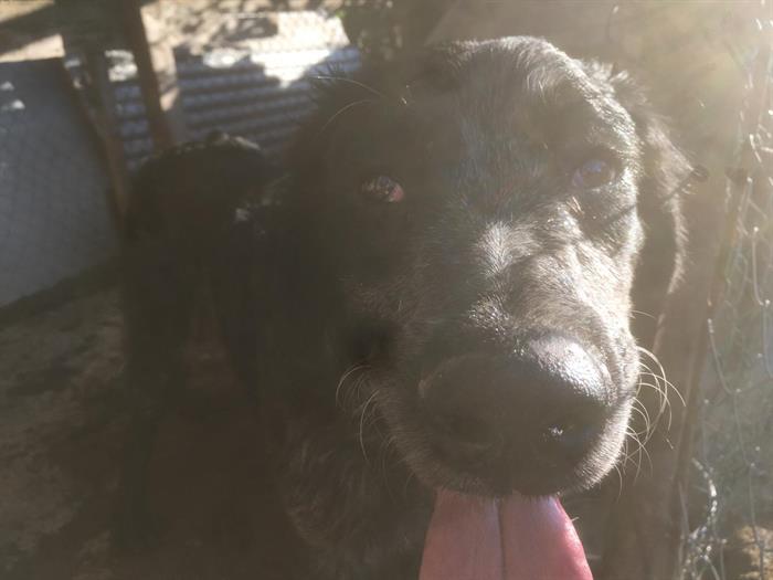 CUCCIOLI INCROCIO SETTER POINTER E MAREMMANO