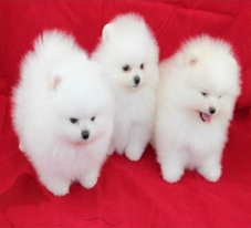 Due fantastici cuccioli di Pomerania T-Cup