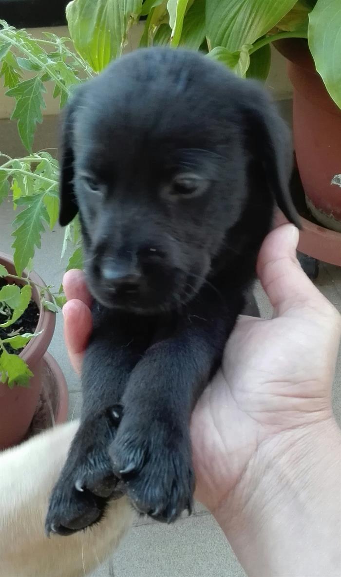 LABRADOR RETRIEVER CON PEDIGREE